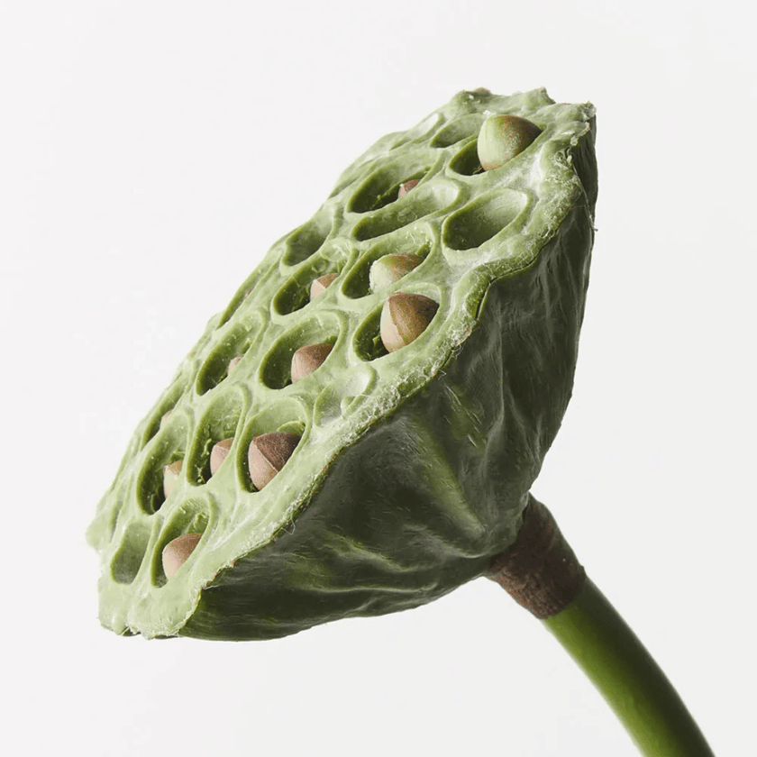 Artificial Lotus Pod Stem – CLU Living Pty Ltd